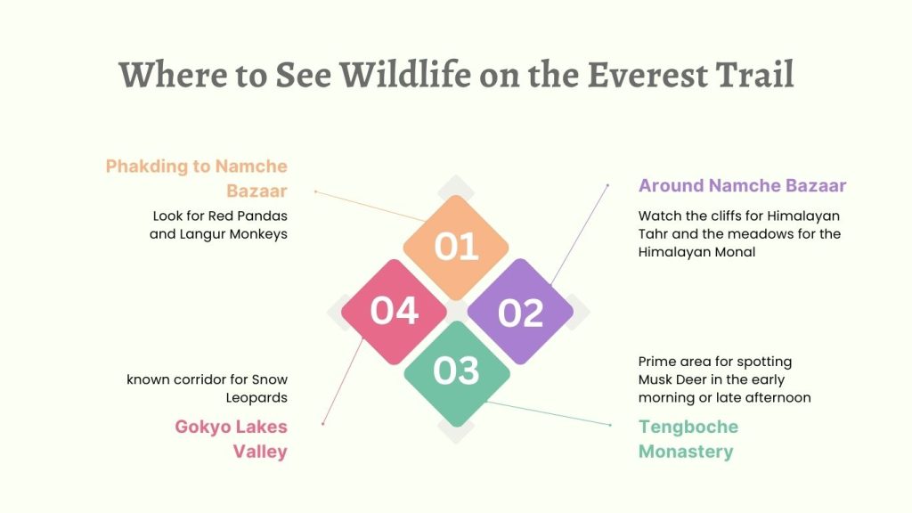 13 Amazing Animals Found in Mount Everest